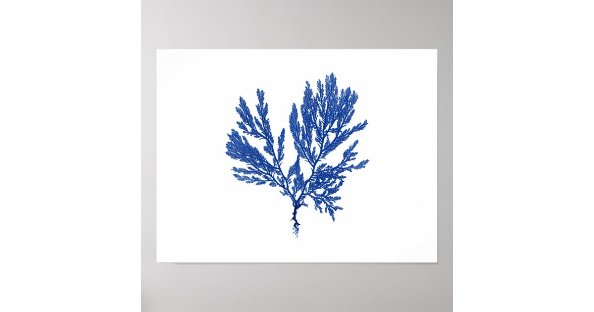 Blue Seaweed #4 42x32cm Poster | Zazzle