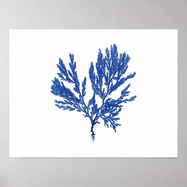 Blue Seaweed #4 42x32cm Poster | Zazzle