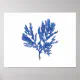 Blue Seaweed #4 42x32cm Poster | Zazzle
