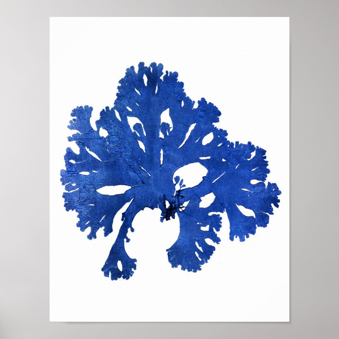 Blue Seaweed Print No. 9 Coastal Botanical Print. | Zazzle
