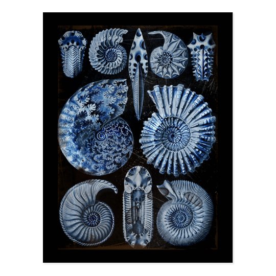 Blue Shells Postcard | Zazzle.com