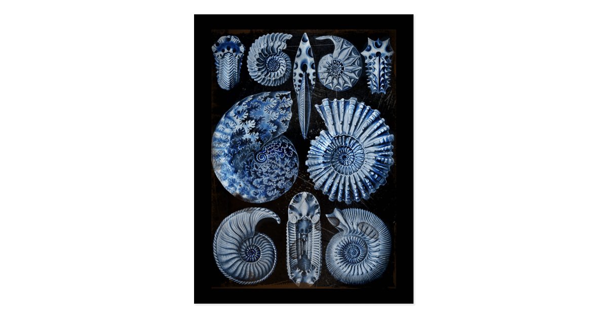 Blue Shells Postcard | Zazzle.com