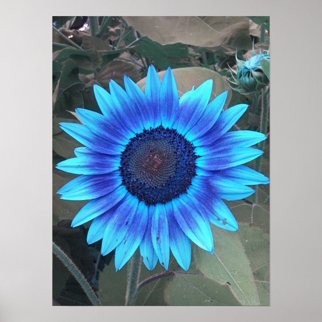 Blue Sunflower Poster | Zazzle