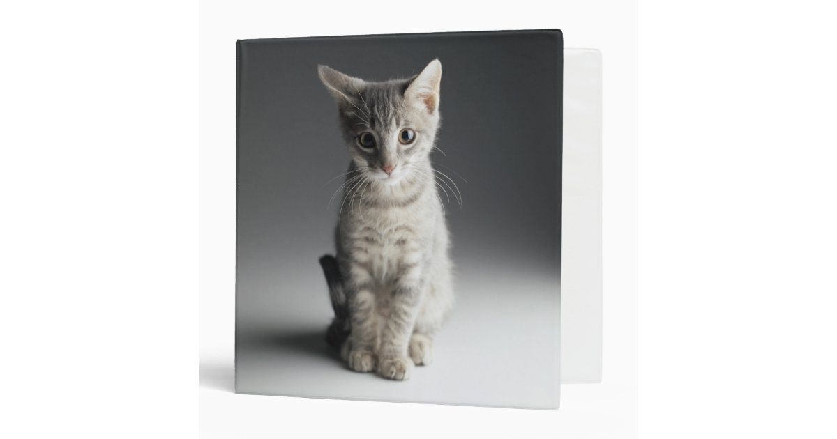 Blue Tabby Kitten 3 Ring Binder | Zazzle