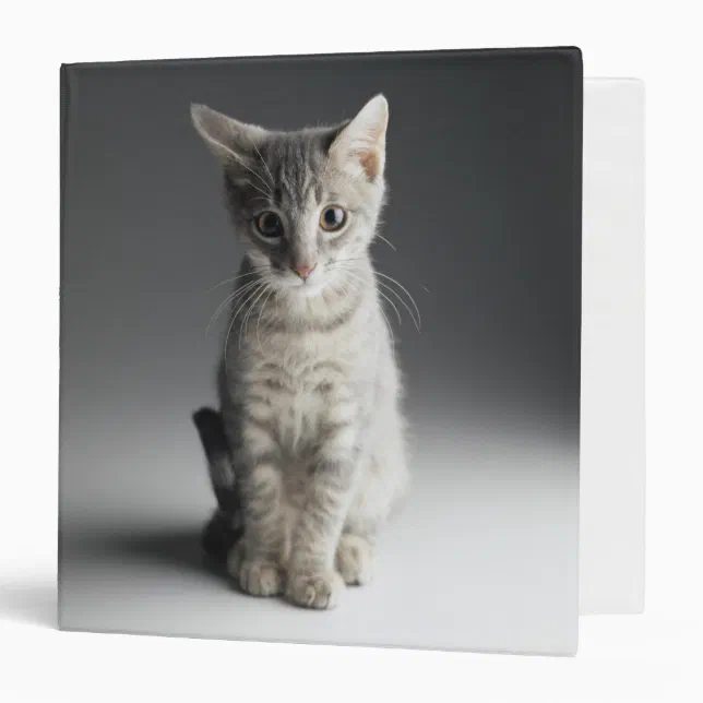 Blue Tabby Kitten 3 Ring Binder | Zazzle