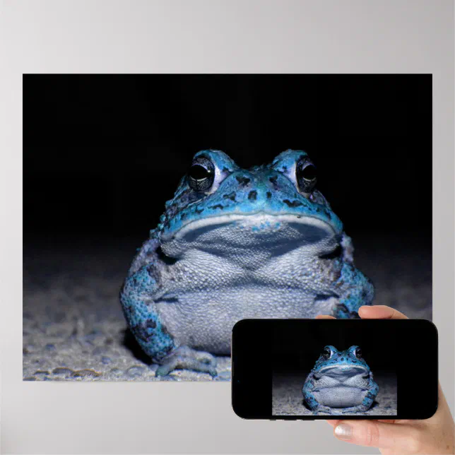 Blue Toad Poster | Zazzle