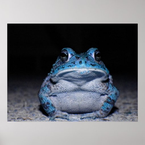 Blue Toad Poster | Zazzle