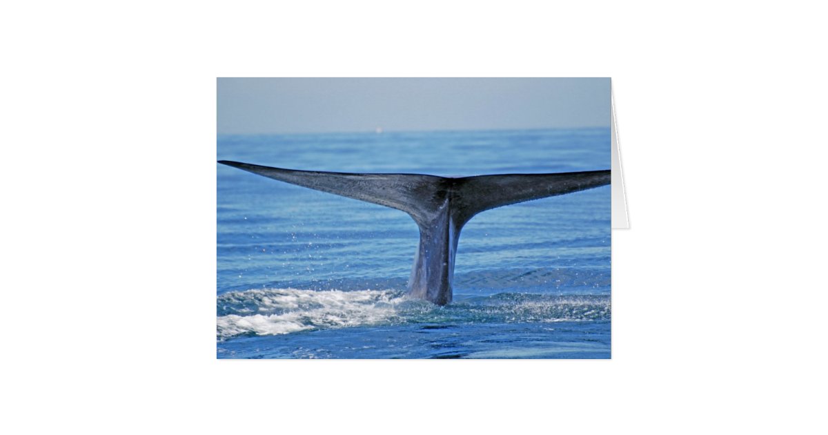 Blue Whale Fluke | Zazzle