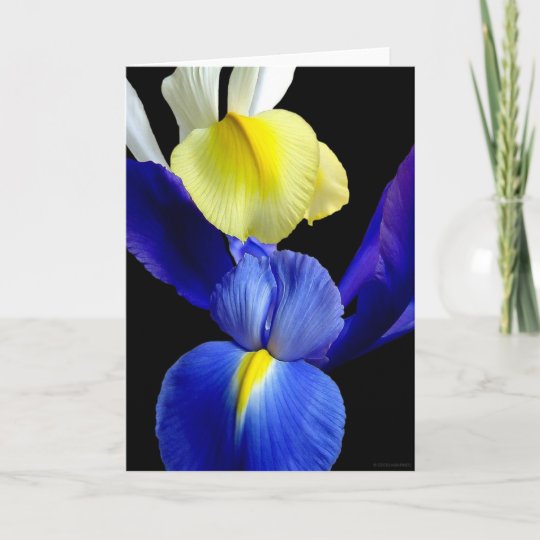 Blue & Yellow Iris Flowers 4b Card | Zazzle.com
