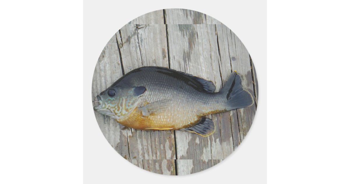 blue yellow purple teal, Bluegill fish on dock Classic Round Sticker ...