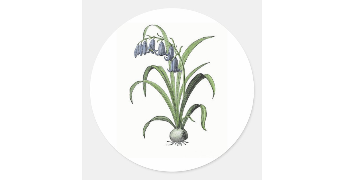 Bluebell Classic Round Sticker | Zazzle