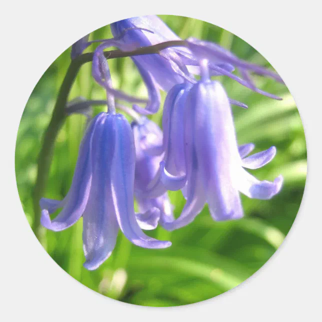 Bluebell flowers - Sticker | Zazzle