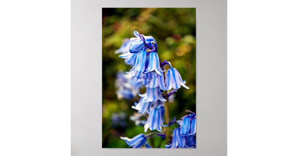 Bluebells Bluebell Spring Flowers Poster | Zazzle