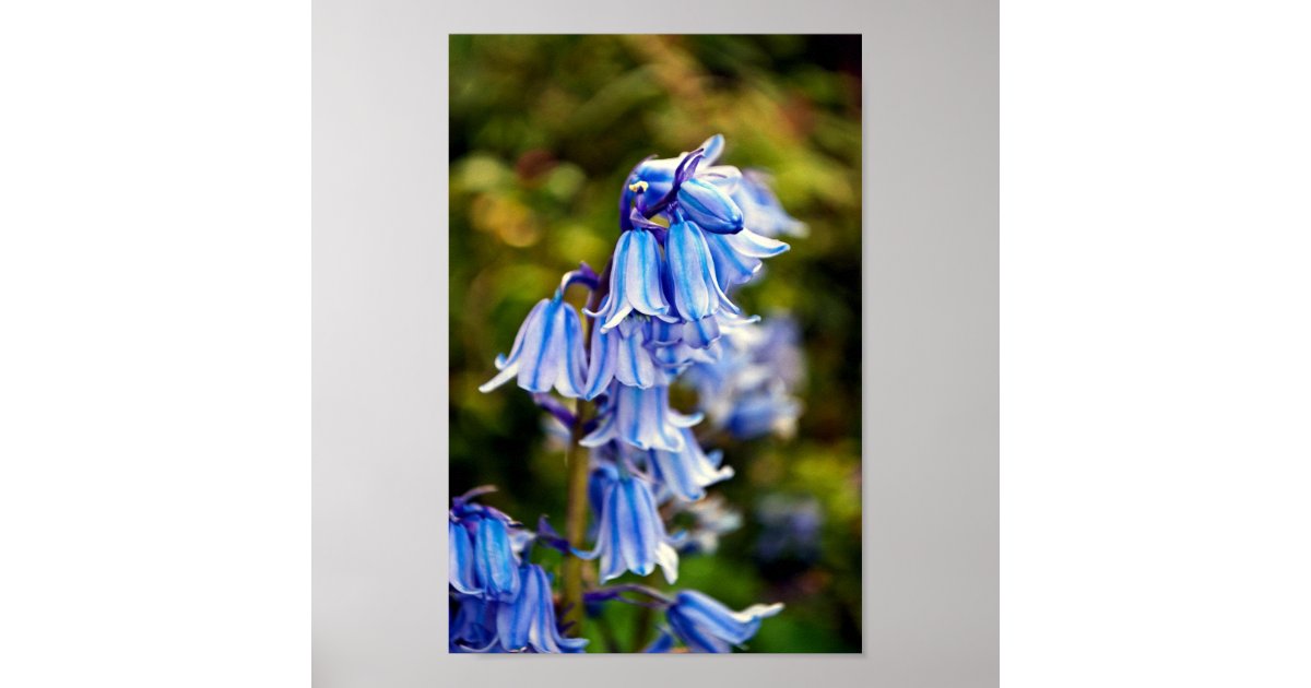 Bluebells Bluebell Spring Flowers Poster | Zazzle