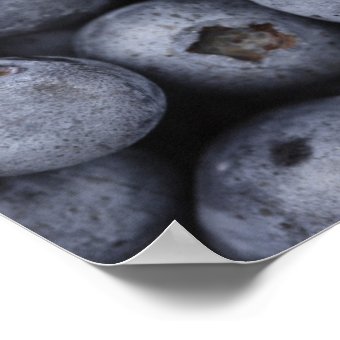 Blueberries Poster | Zazzle