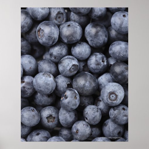 Blueberries Poster | Zazzle