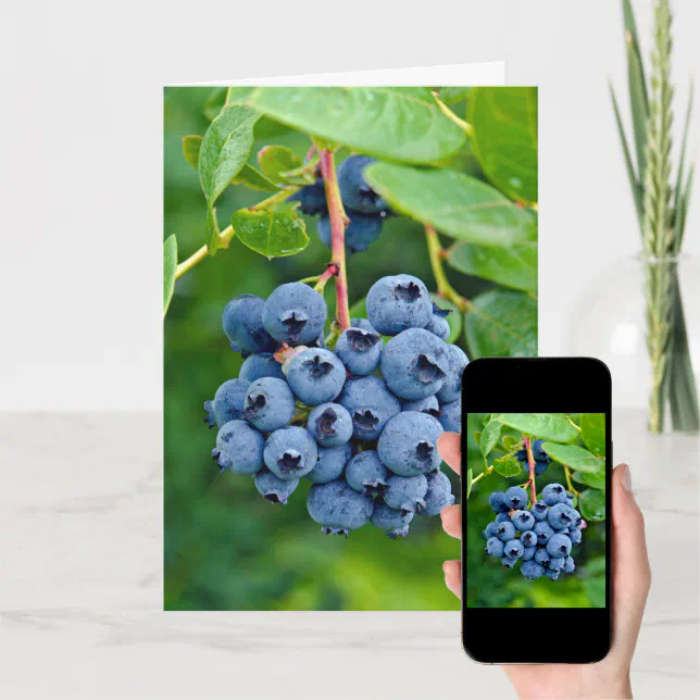 blueberry birthday card | Zazzle
