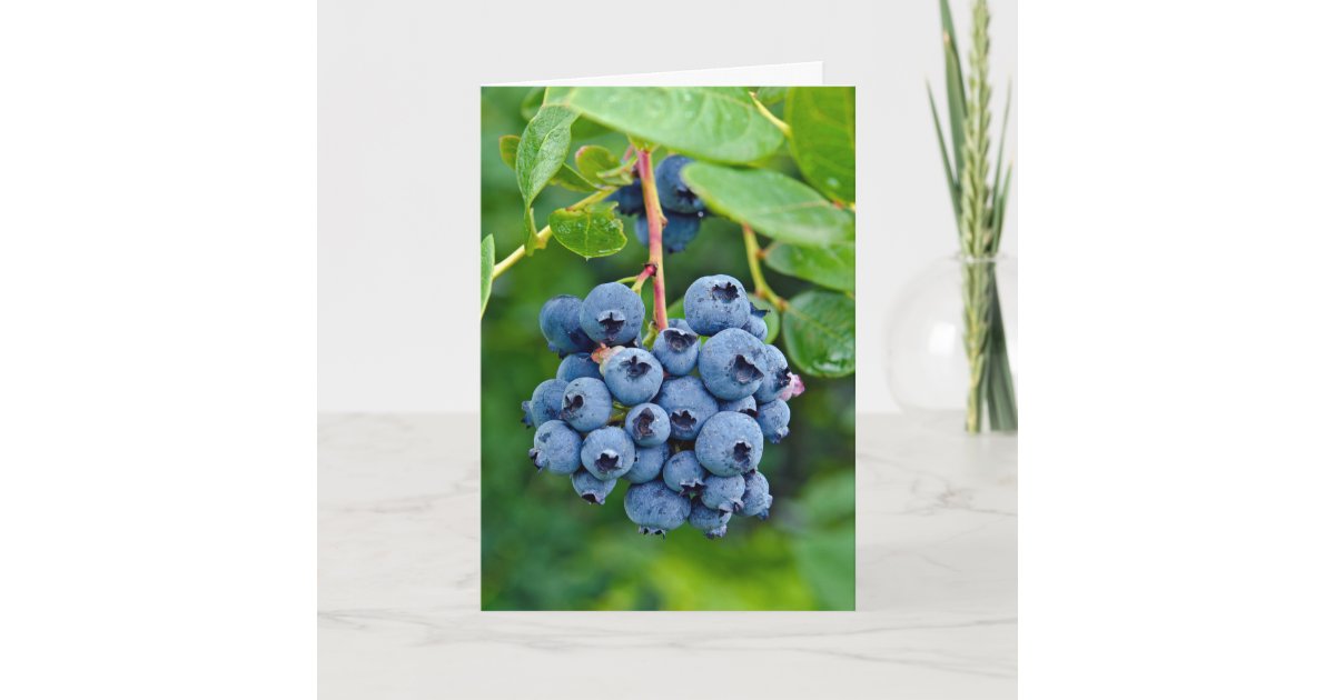 blueberry birthday card | Zazzle
