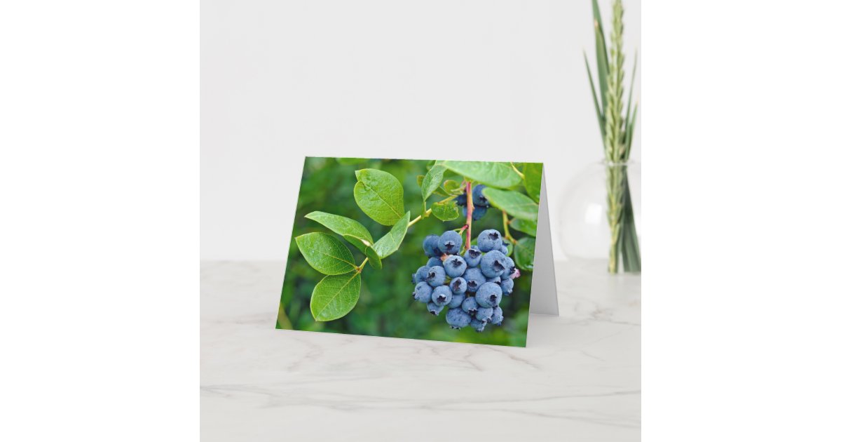 blueberry bunch on bush card | Zazzle