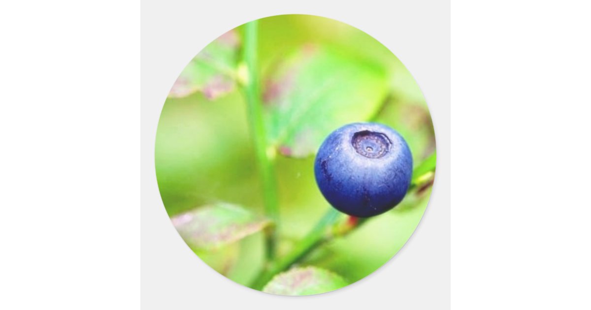 Blueberry Classic Round Sticker | Zazzle