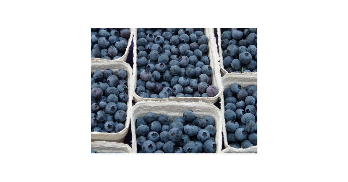 Blueberry Crates Postcard | Zazzle.com