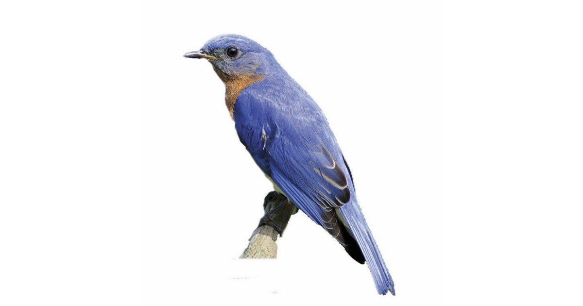 Bluebird Cutout | Zazzle