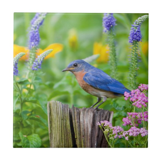 Bluebird male on fence post in flower garden ceramic tile | Zazzle.com
