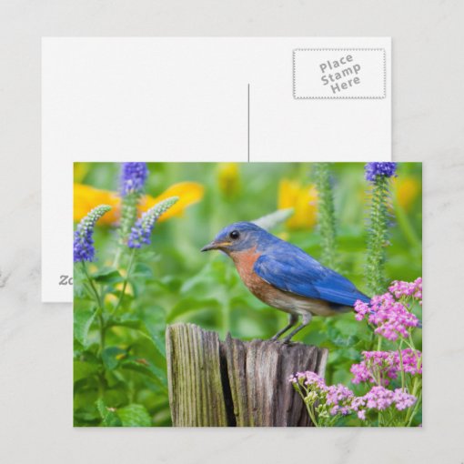 Bluebird male on fence post in flower garden postcard | Zazzle