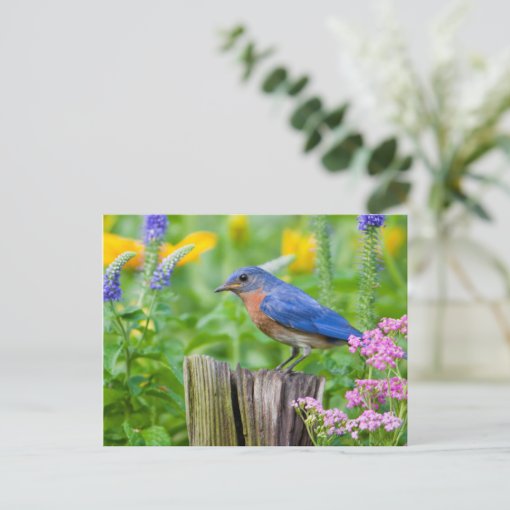 Bluebird male on fence post in flower garden postcard | Zazzle