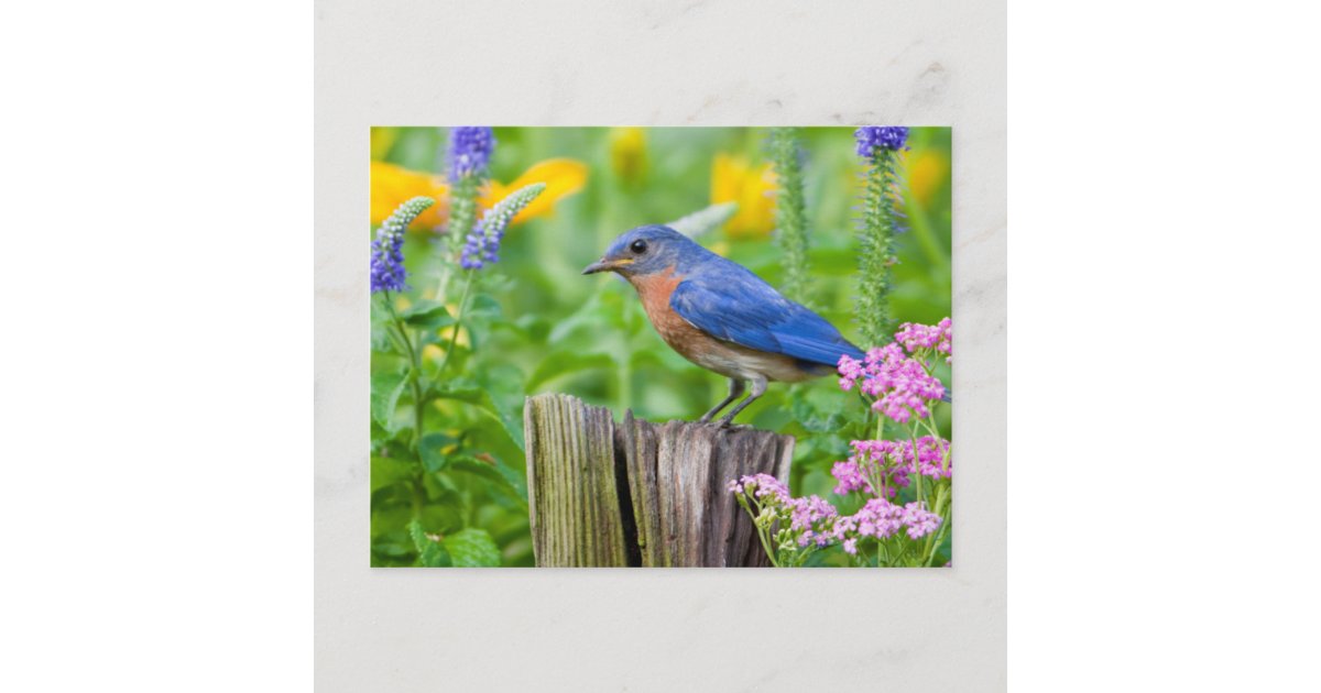 Bluebird male on fence post in flower garden postcard | Zazzle