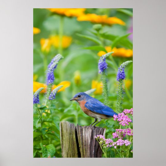 Bluebird male on fence post in flower garden poster | Zazzle.com