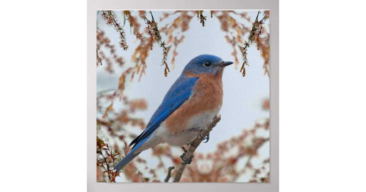 Bluebird of Happiness Poster | Zazzle
