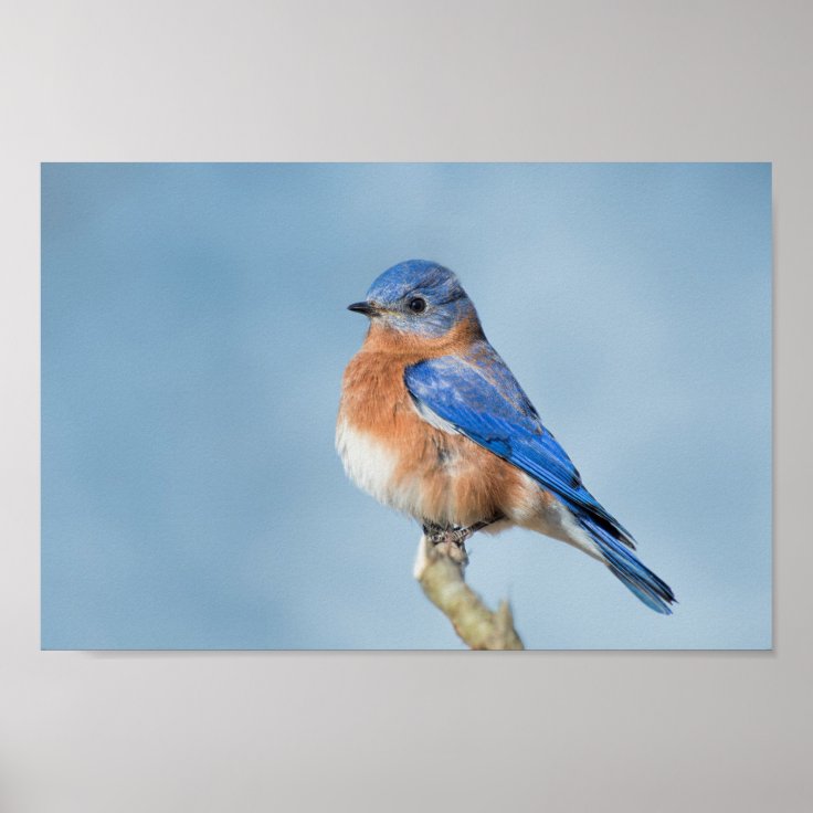 Bluebird of Happiness Poster | Zazzle
