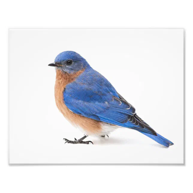 Bluebird Photo Print | Zazzle