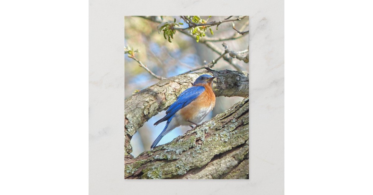 Bluebird Postcard | Zazzle