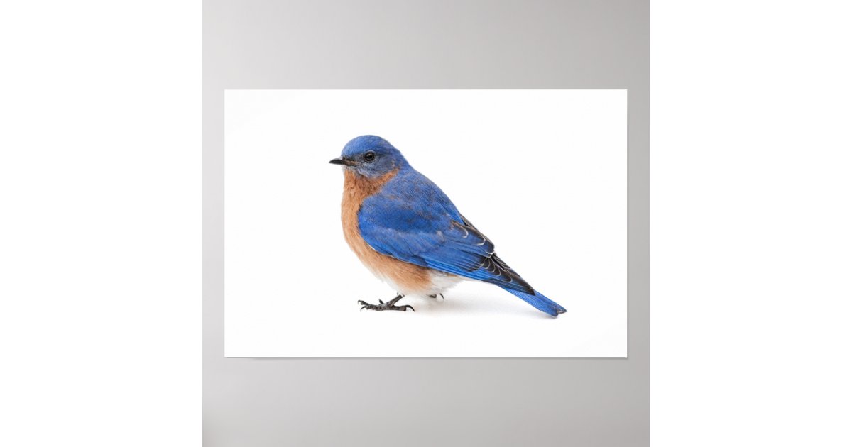 Bluebird Poster | Zazzle