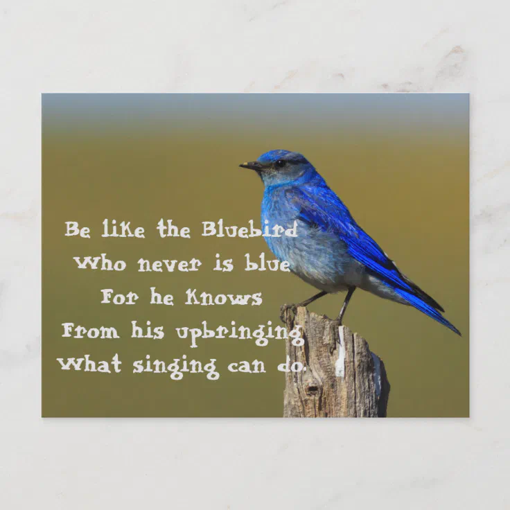 Bluebird Quote Postcard | Zazzle