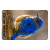 Bluebird Refrigerator Magnet Photo Template | Zazzle