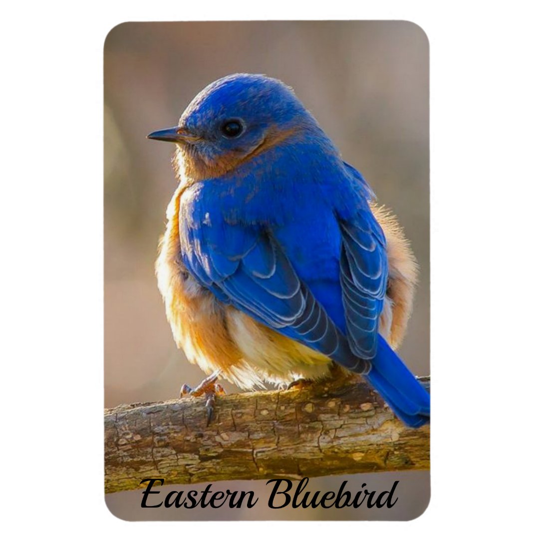 Bluebird Refrigerator Magnet Photo Template | Zazzle