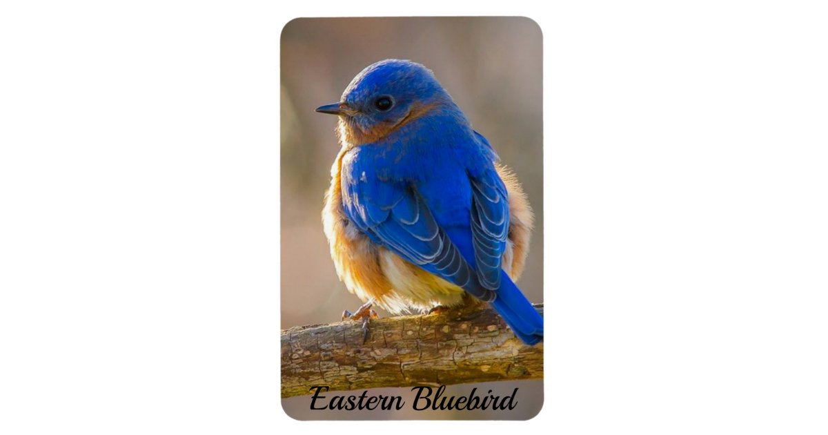 Bluebird Refrigerator Magnet Photo Template | Zazzle
