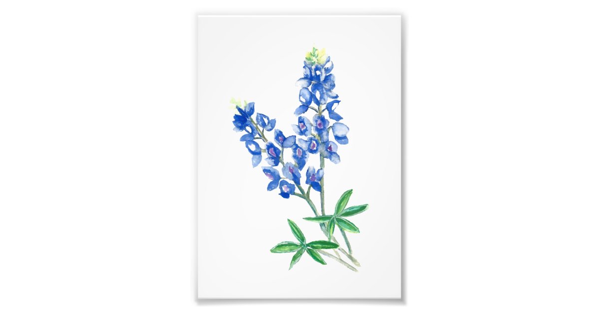 Bluebonnet 1 photo print | Zazzle