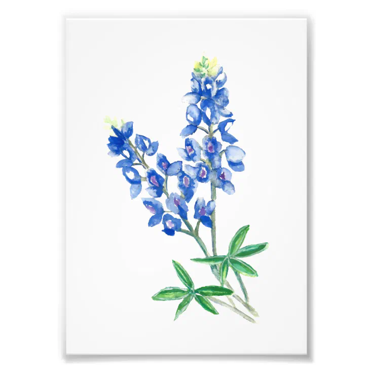Bluebonnet 1 photo print | Zazzle