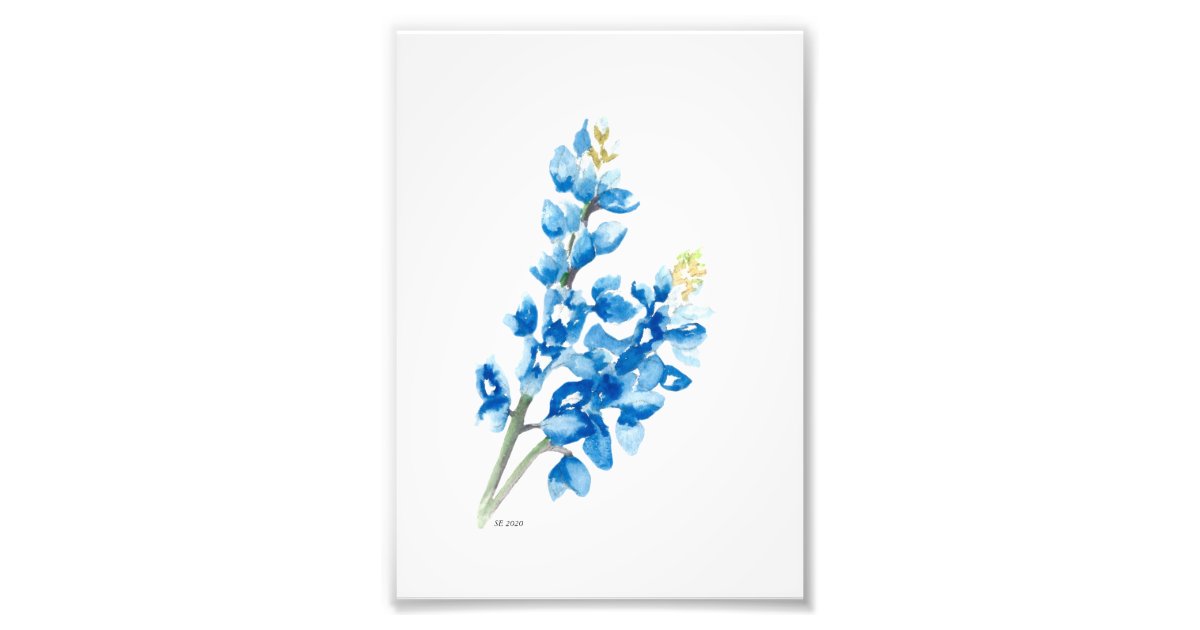 Bluebonnet 4 photo print | Zazzle