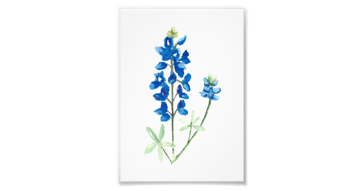 Bluebonnet 6 photo print | Zazzle