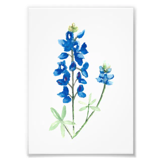 Bluebonnet 6 photo print | Zazzle