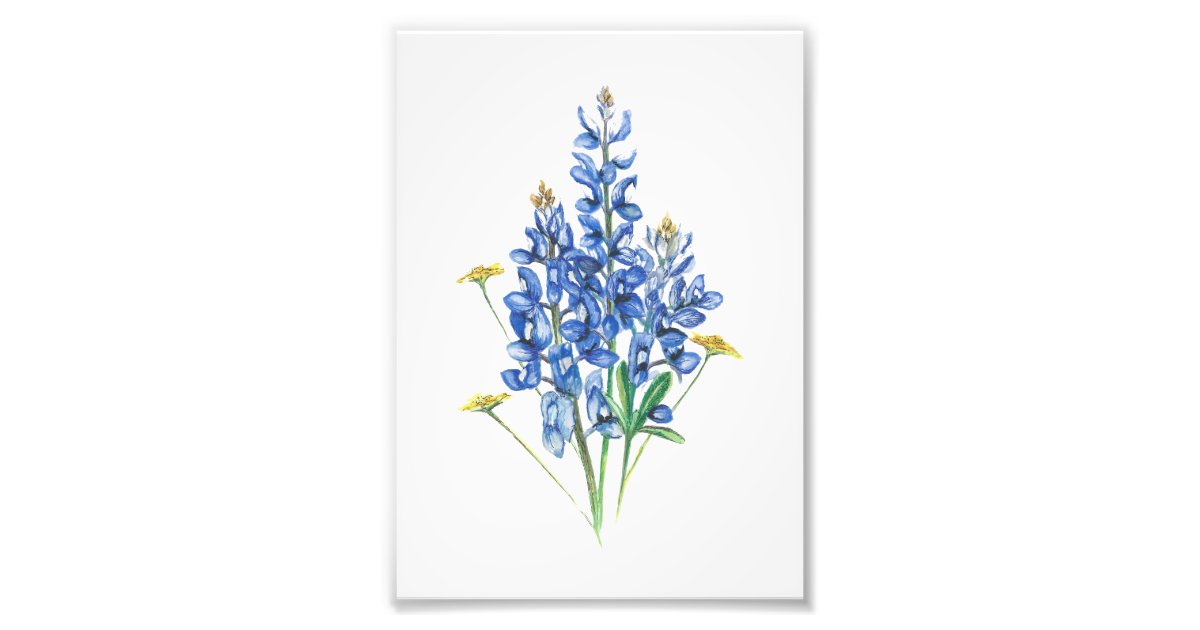 Bluebonnet and Wildflowers Photo Print | Zazzle
