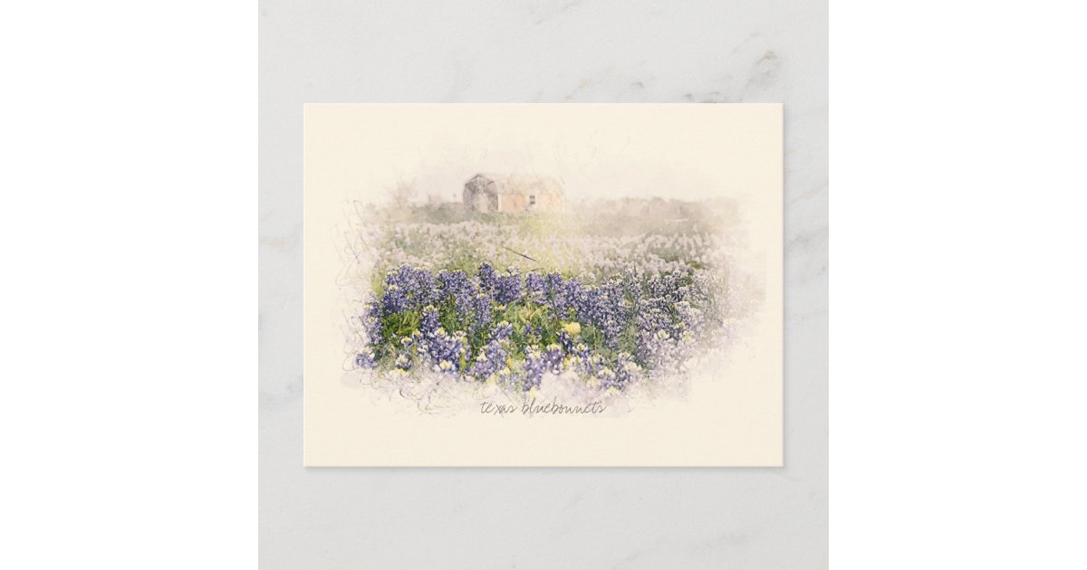 Bluebonnet Field Sketched Watercolor Postcard | Zazzle