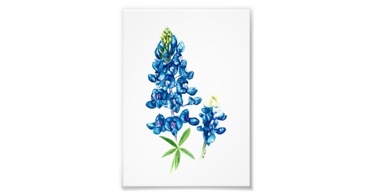 Bluebonnet Photo Print | Zazzle