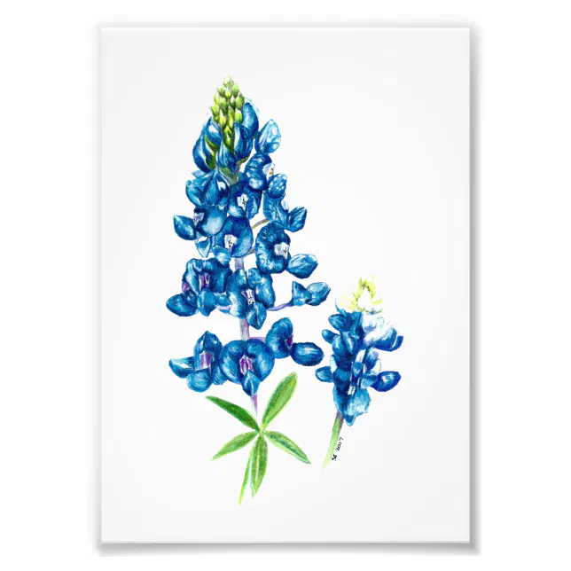 Bluebonnet Photo Print | Zazzle