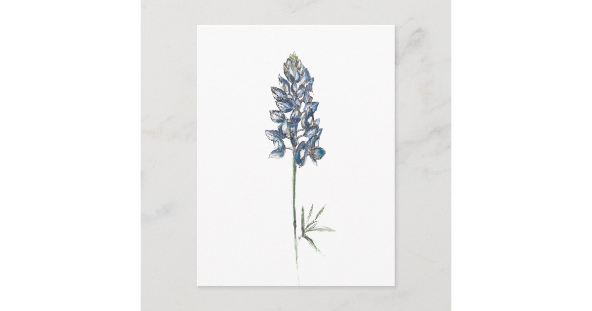Bluebonnet Postcard | Zazzle